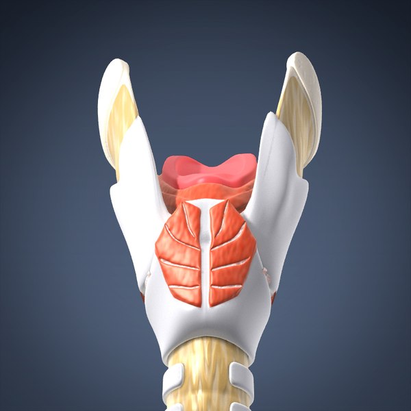 human larynx animation 3d model