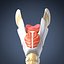 Human Larynx Animation 3d Model