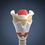 Human Larynx Animation 3d Model