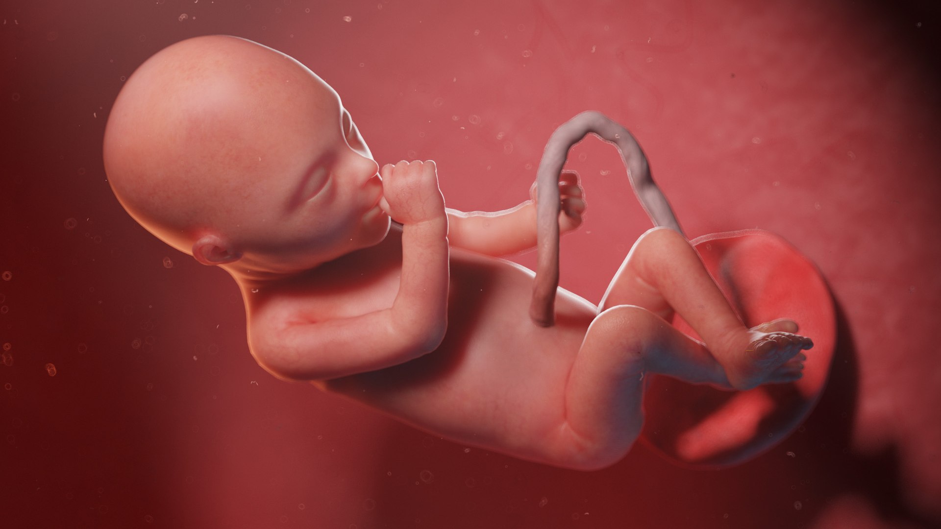 3D Fetus Week 20 Animated - TurboSquid 1857541