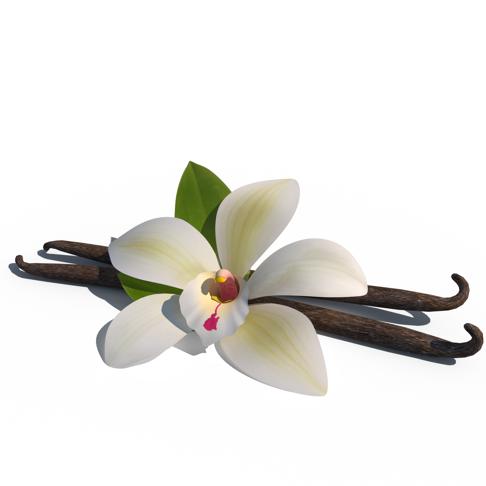 3D model Vanilla Flower - TurboSquid 1772841