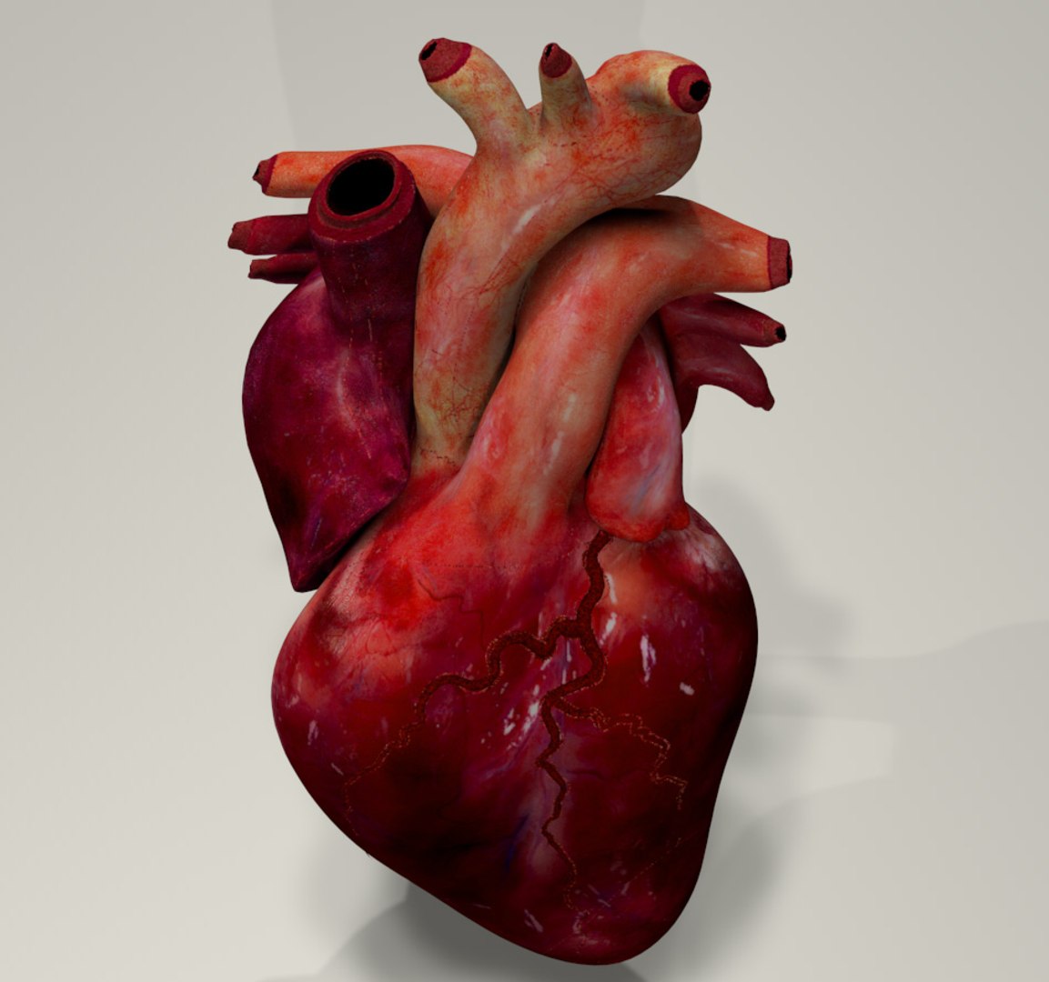 Mesh Heart Human 3ds
