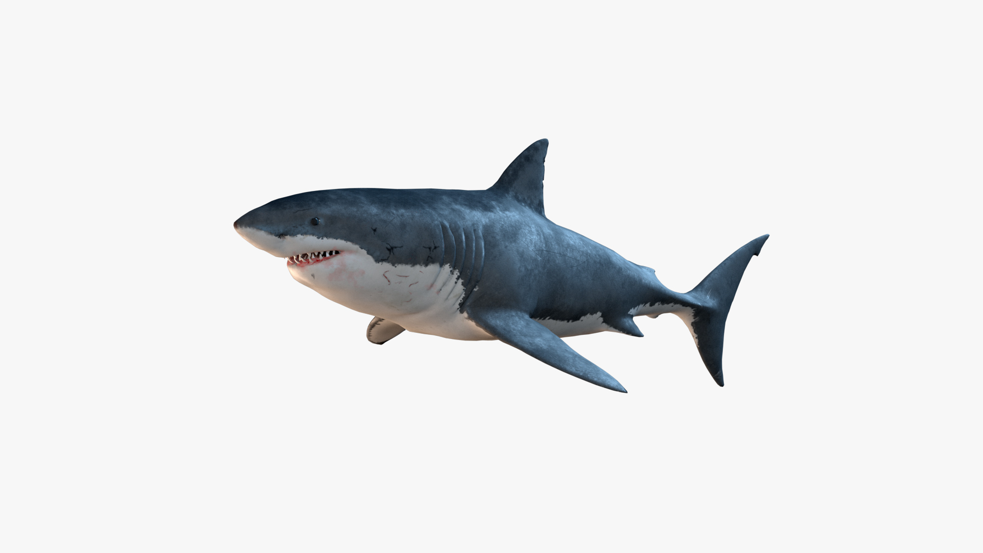 3D Realistic Great White Shark - TurboSquid 1472562