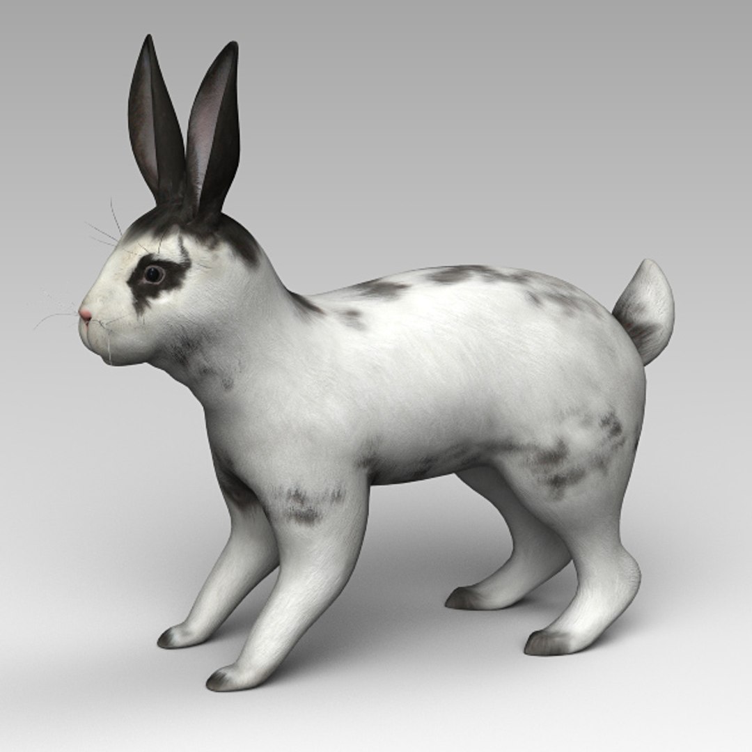 3d Model Rabbit Bunny