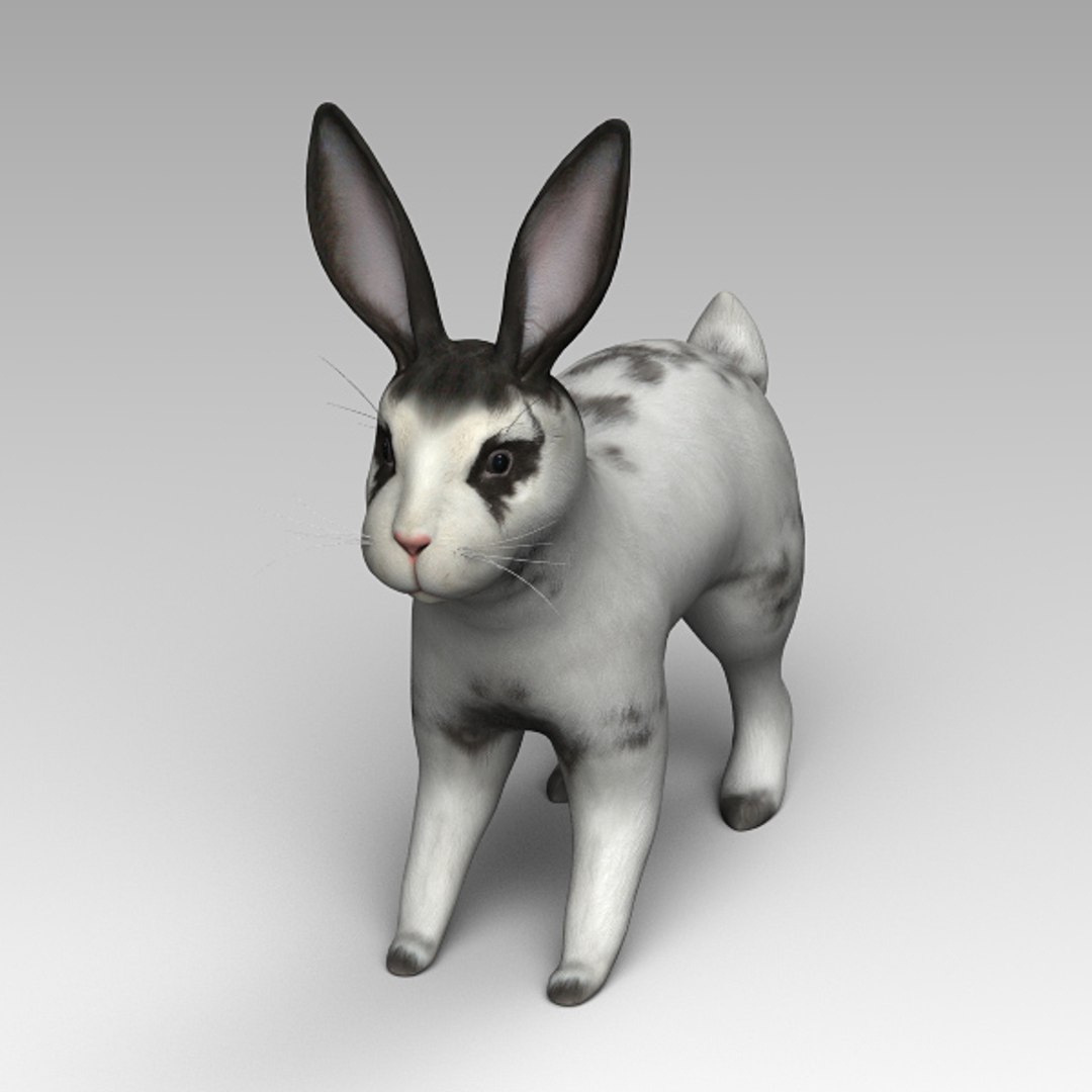 3d Model Rabbit Bunny