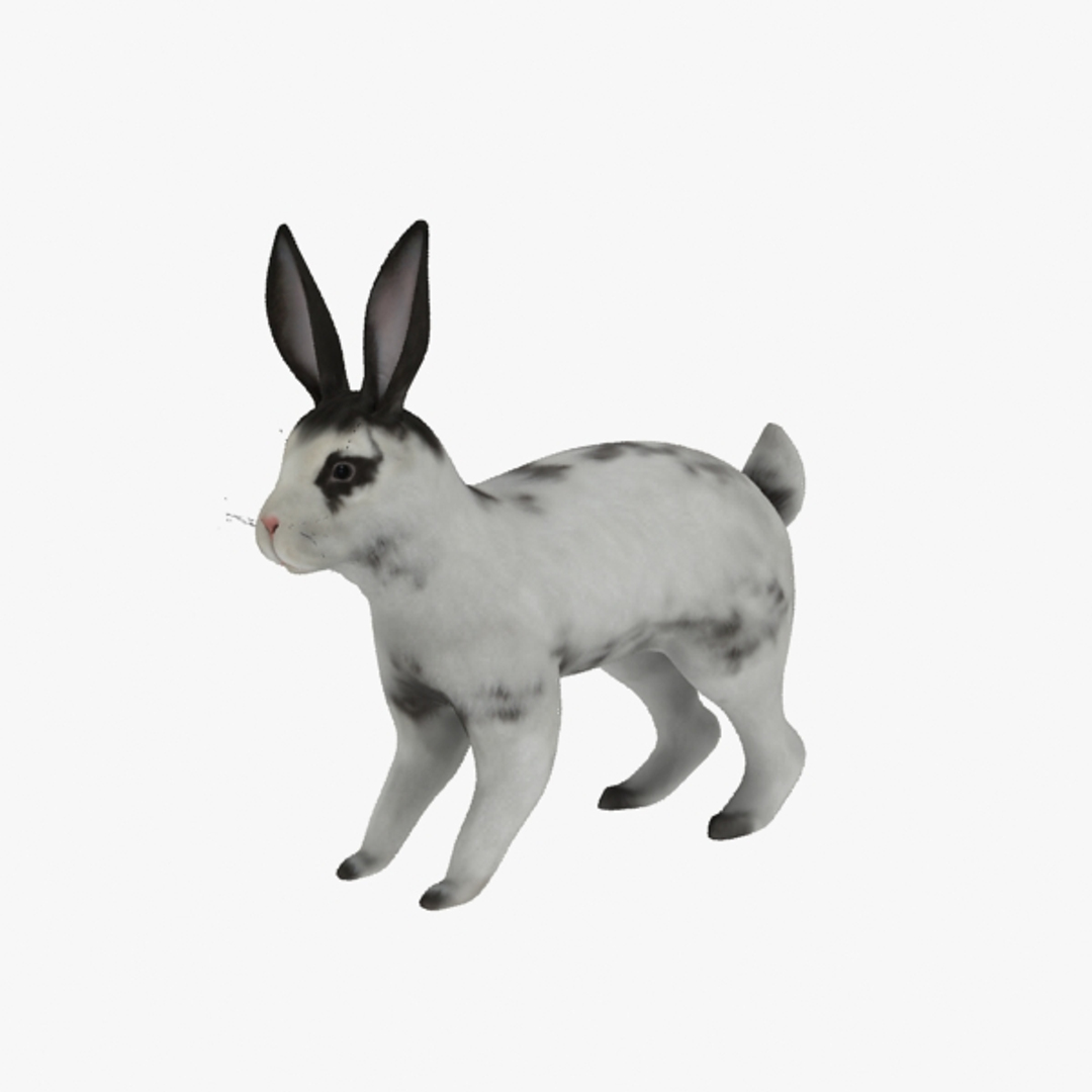 3d Model Rabbit Bunny