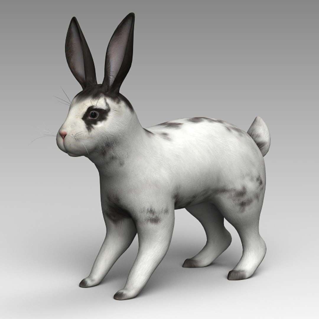 3d Model Rabbit Bunny