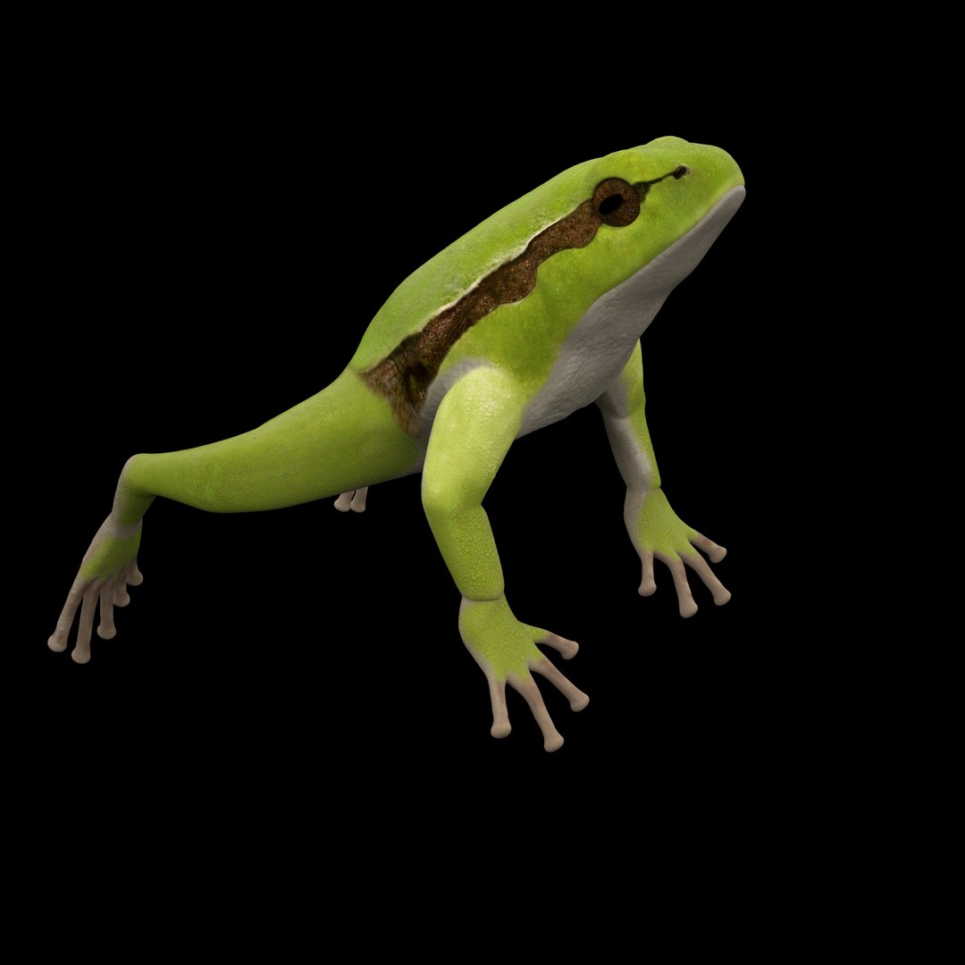 green frog