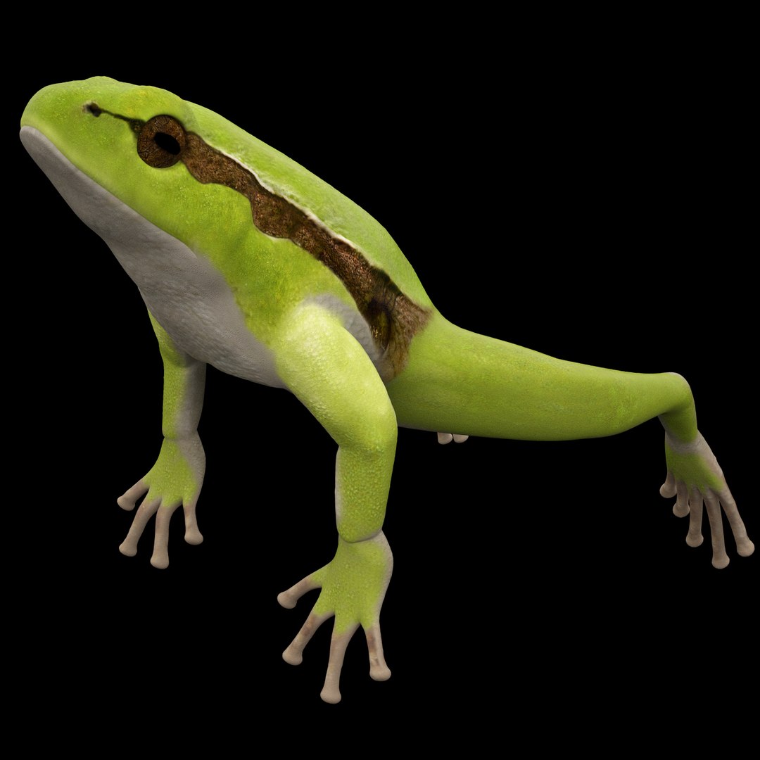 green frog