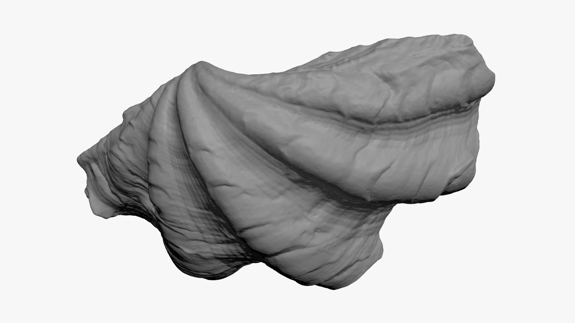 3D Giant Clam Shell Half For 3D Print Model - TurboSquid 2311611