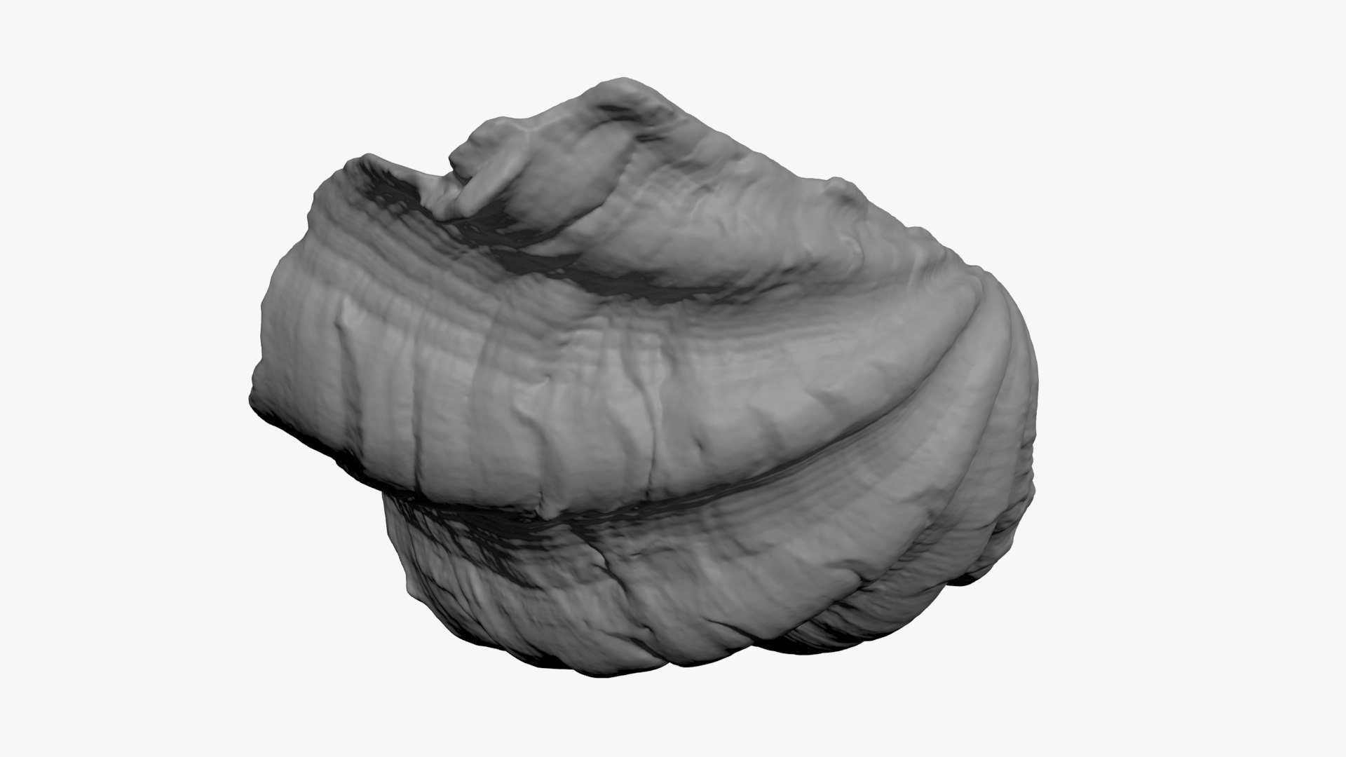3D Giant Clam Shell Half For 3D Print Model - TurboSquid 2311611