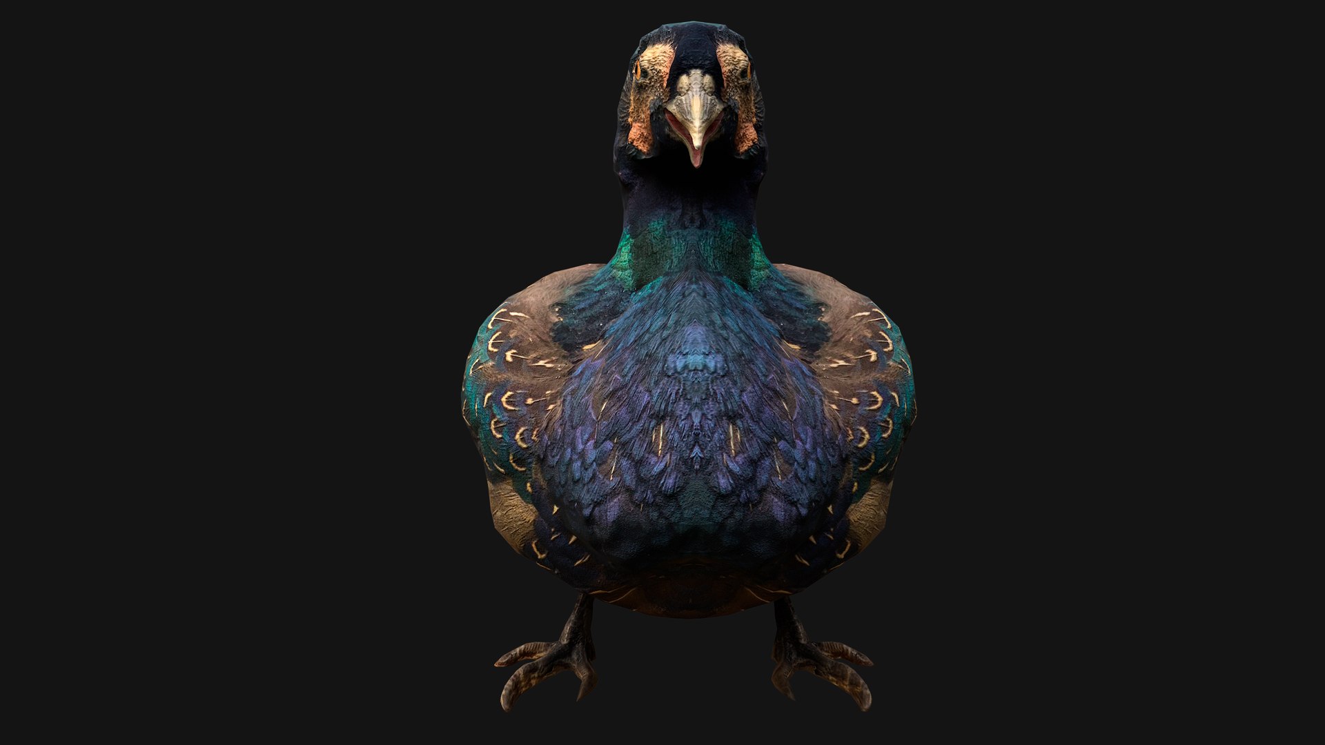 Pheasant Bird 3D Model - TurboSquid 2079605