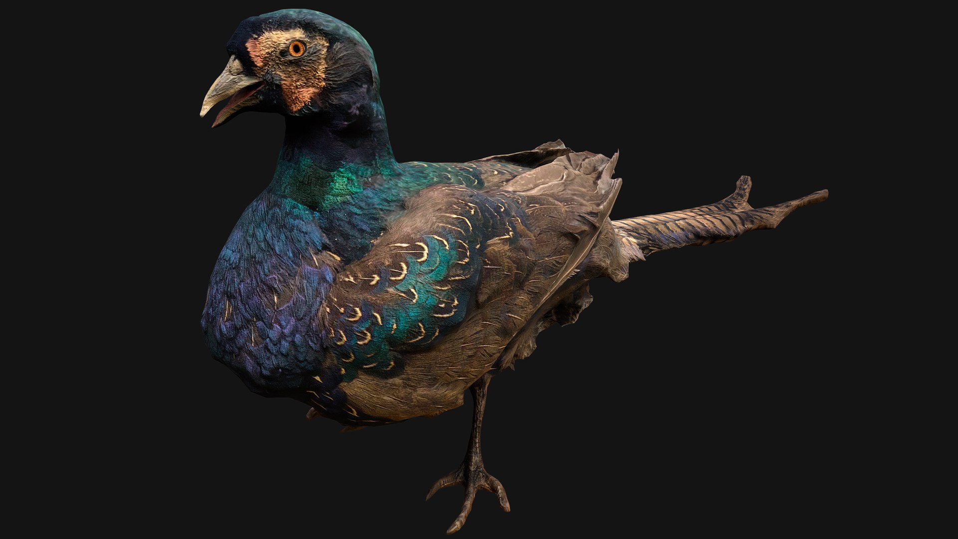Pheasant Bird 3D Model - TurboSquid 2079605