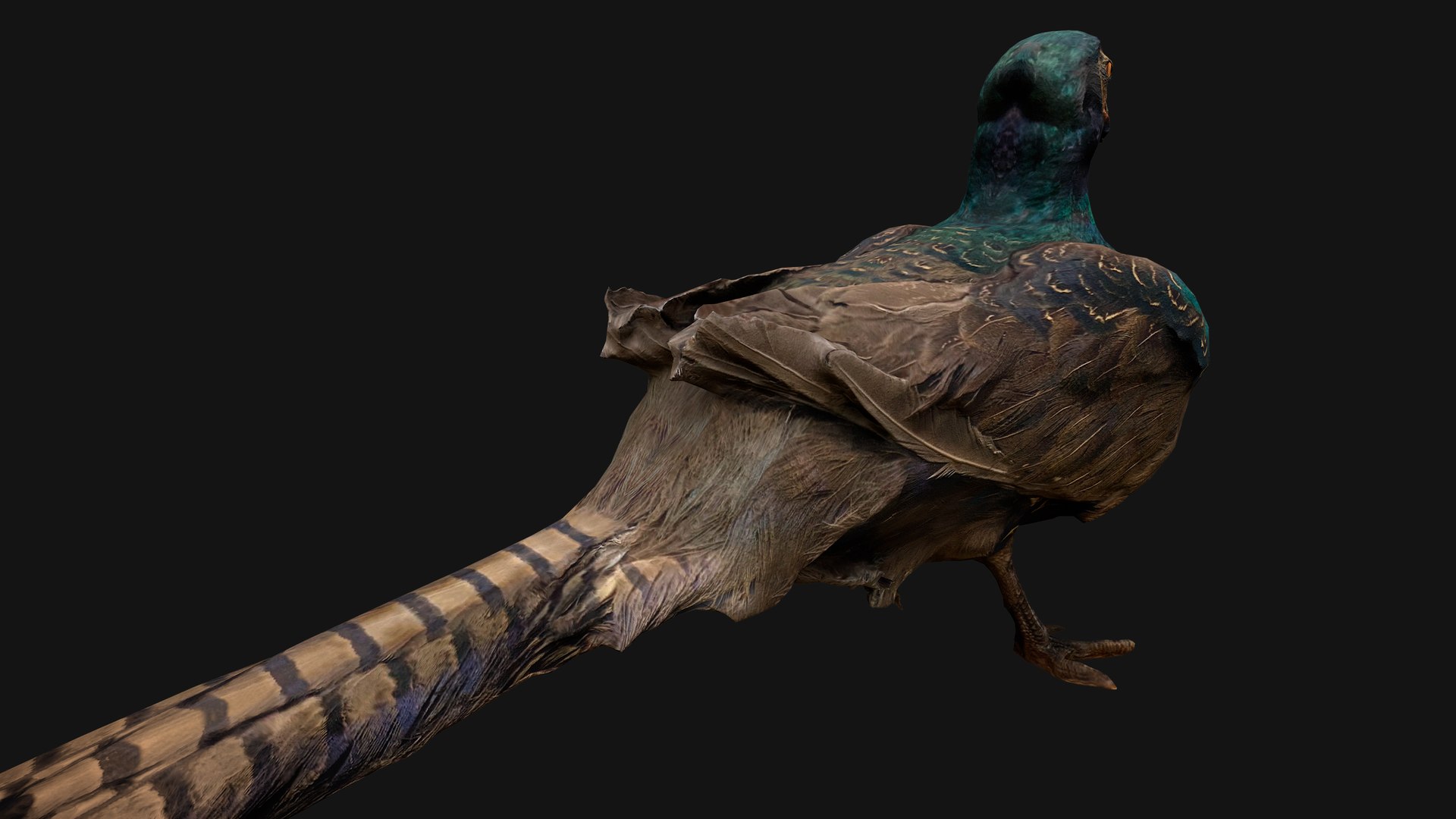 Pheasant Bird 3D Model - TurboSquid 2079605