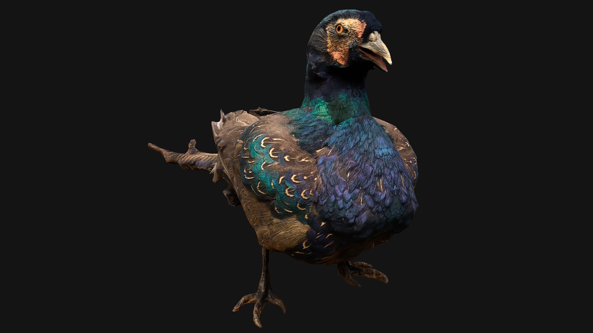 Pheasant Bird 3D Model - TurboSquid 2079605