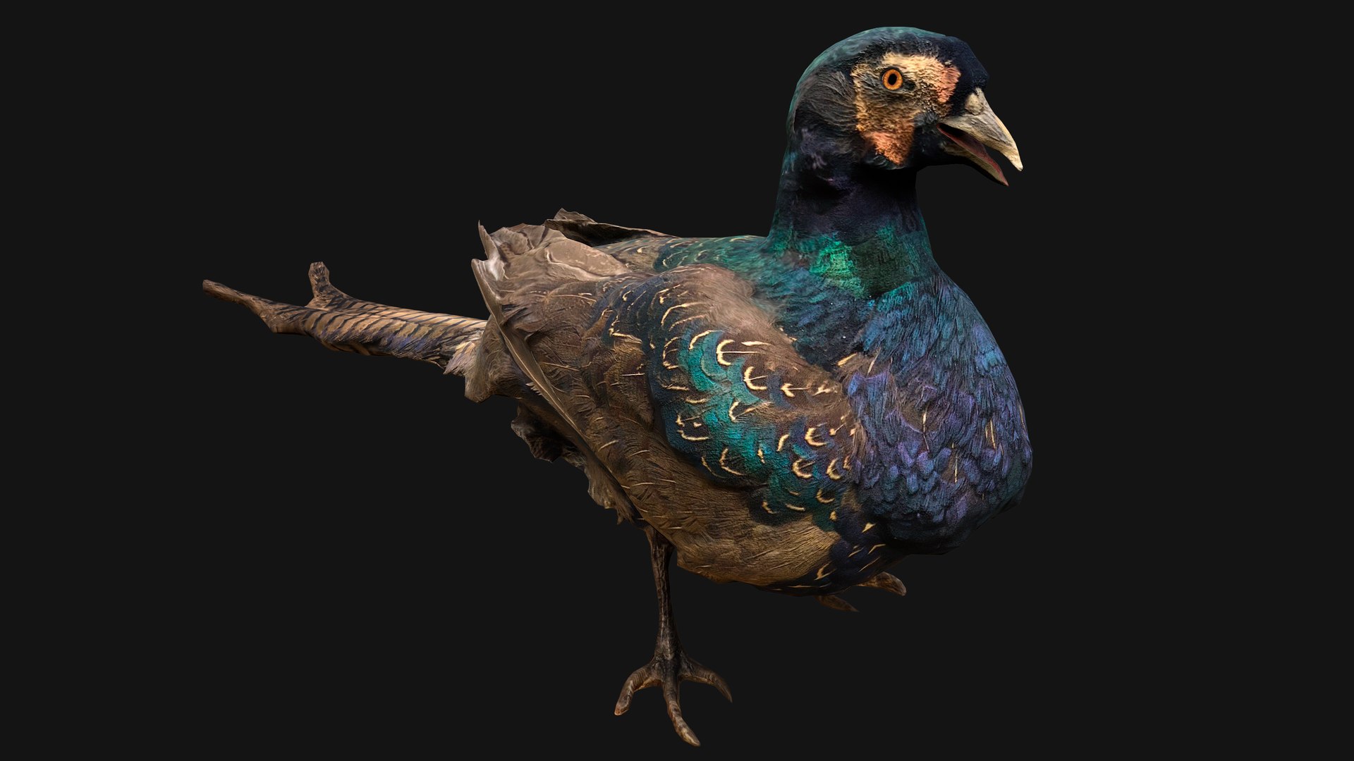 Pheasant Bird 3D Model - TurboSquid 2079605