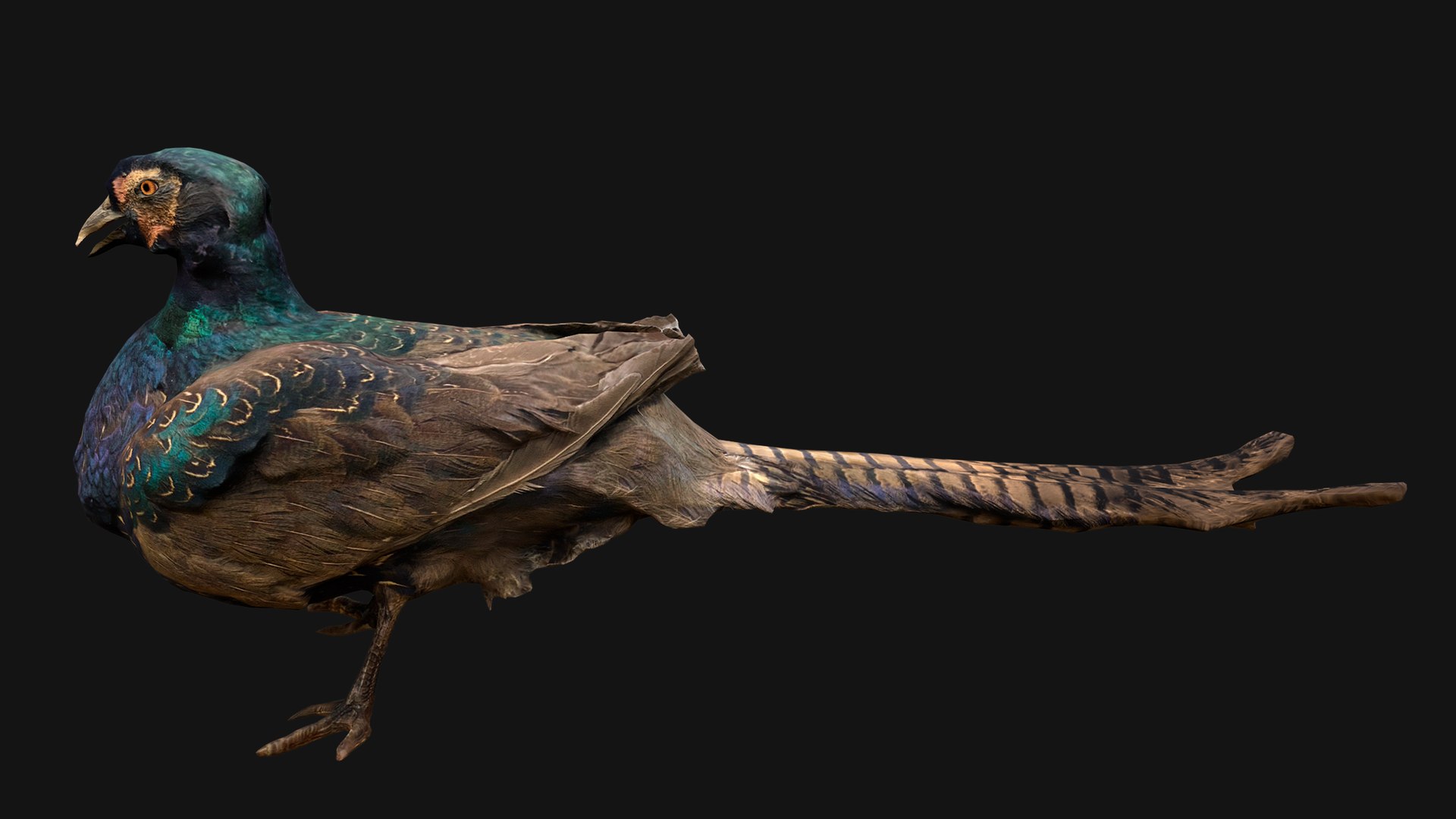 Pheasant Bird 3D Model - TurboSquid 2079605