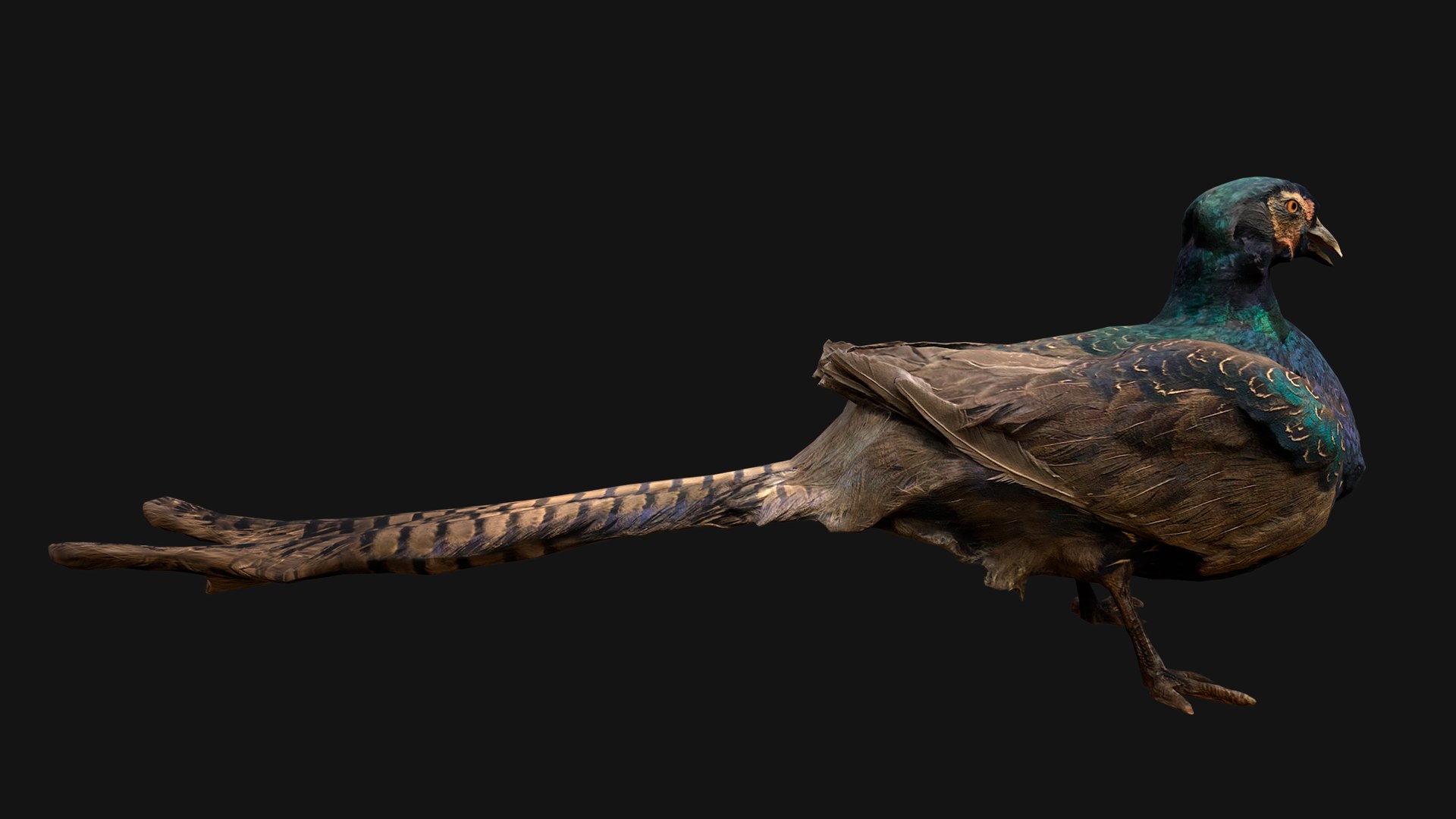 Pheasant Bird 3D Model - TurboSquid 2079605