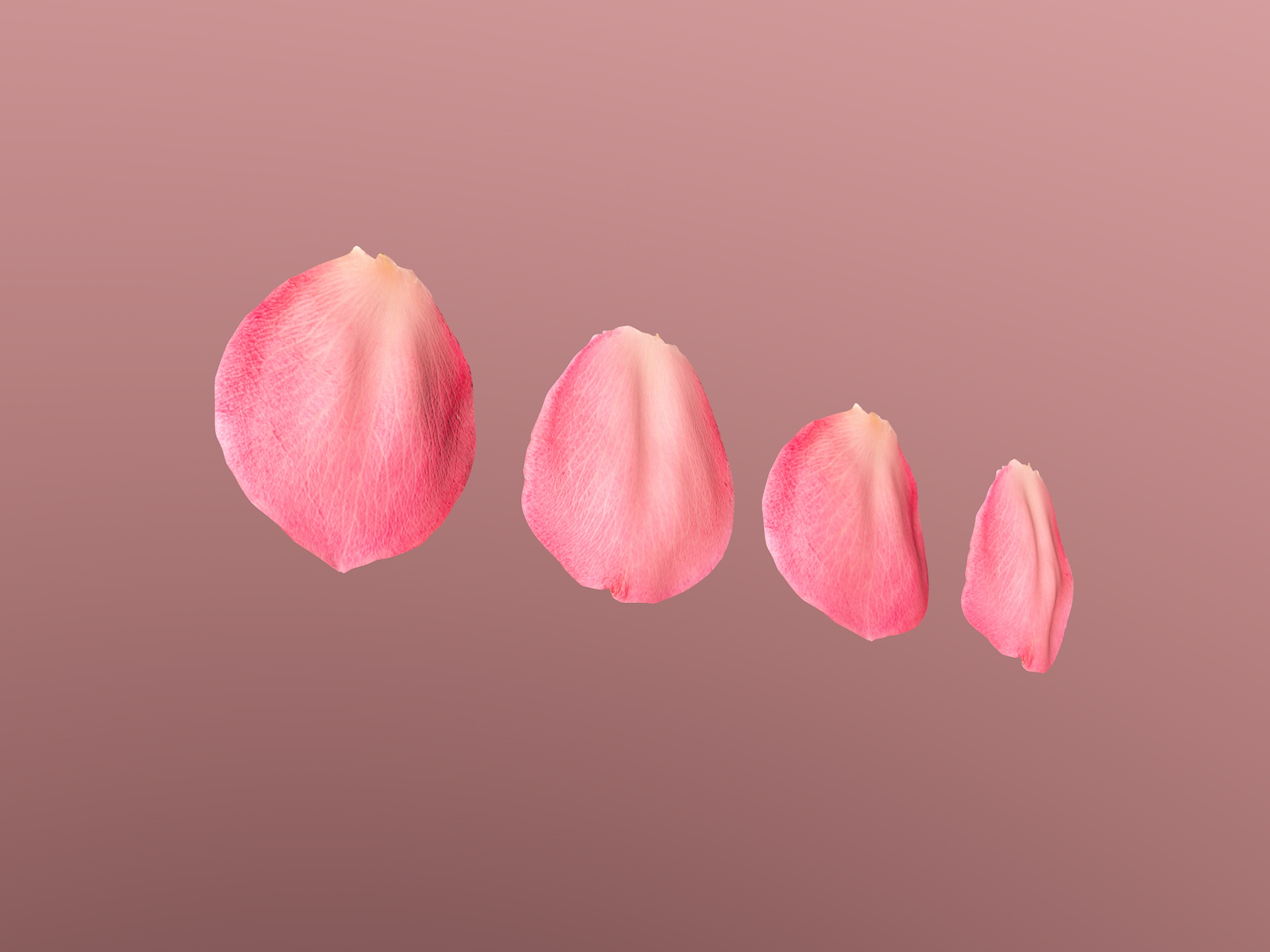 Flying rose petals model - TurboSquid 1364409