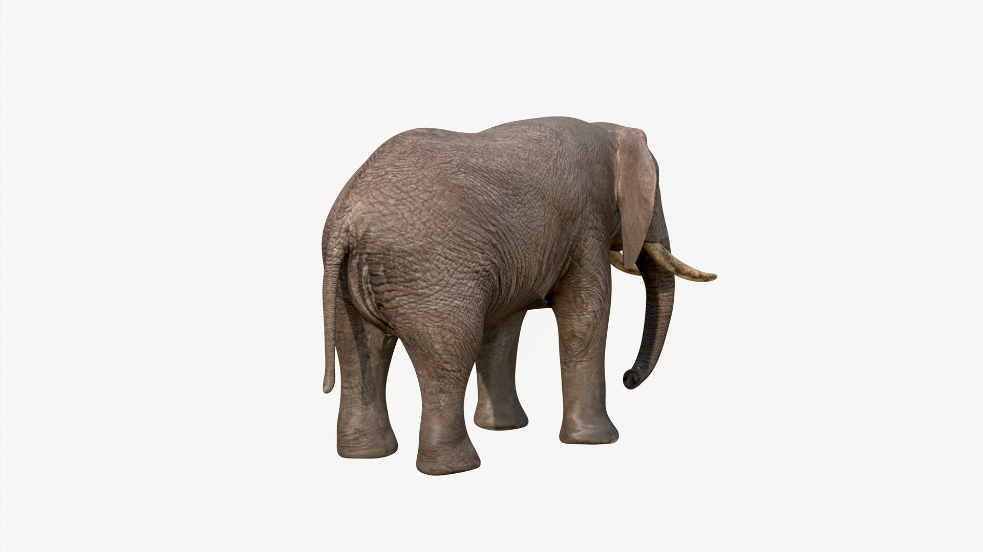 Realistic Elephant 3D Model - TurboSquid 2205090