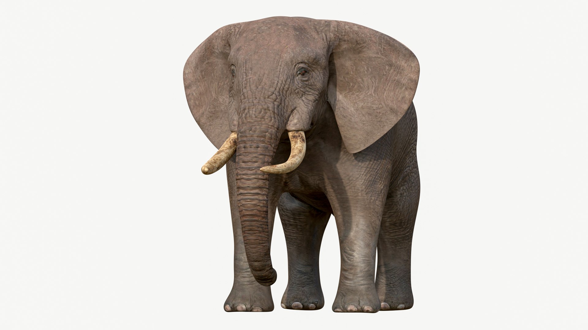 Realistic Elephant 3D Model - TurboSquid 2205090