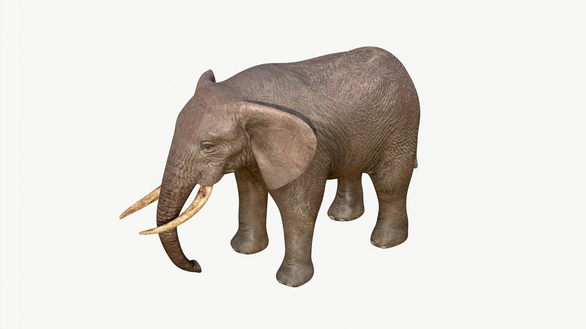 Realistic Elephant 3D Model - TurboSquid 2205090