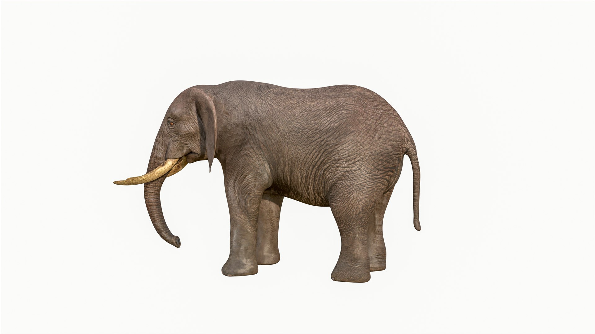 Realistic Elephant 3D Model - TurboSquid 2205090