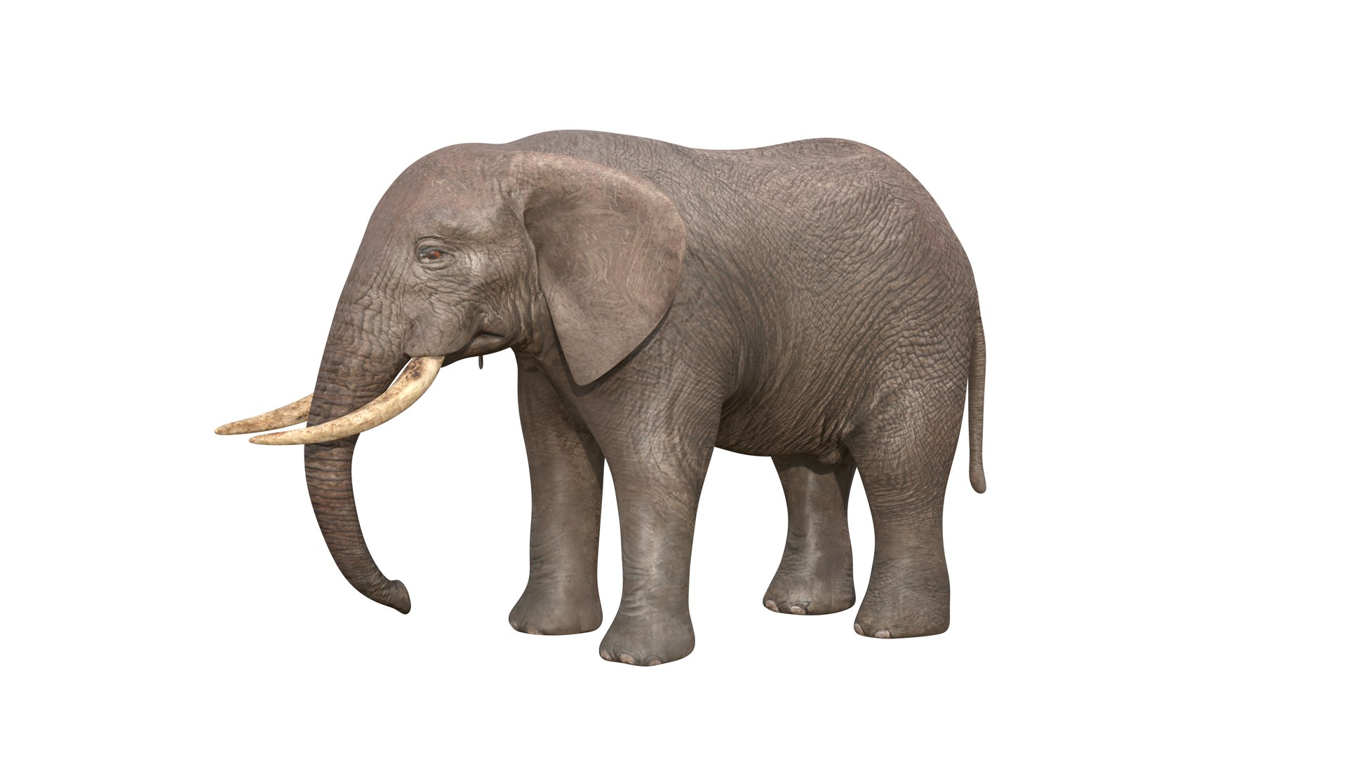 Realistic Elephant 3D Model - TurboSquid 2205090