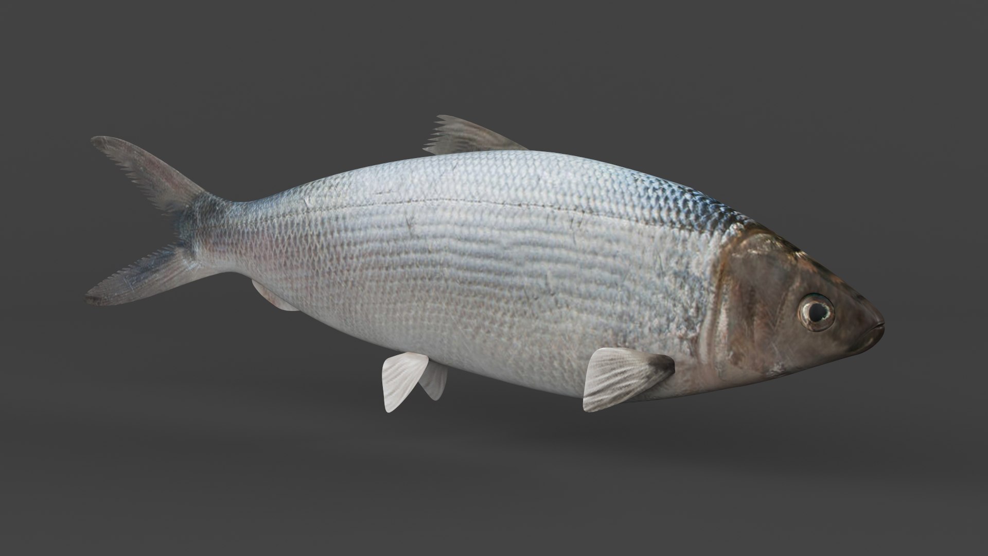 3D Milkfish - TurboSquid 2005890