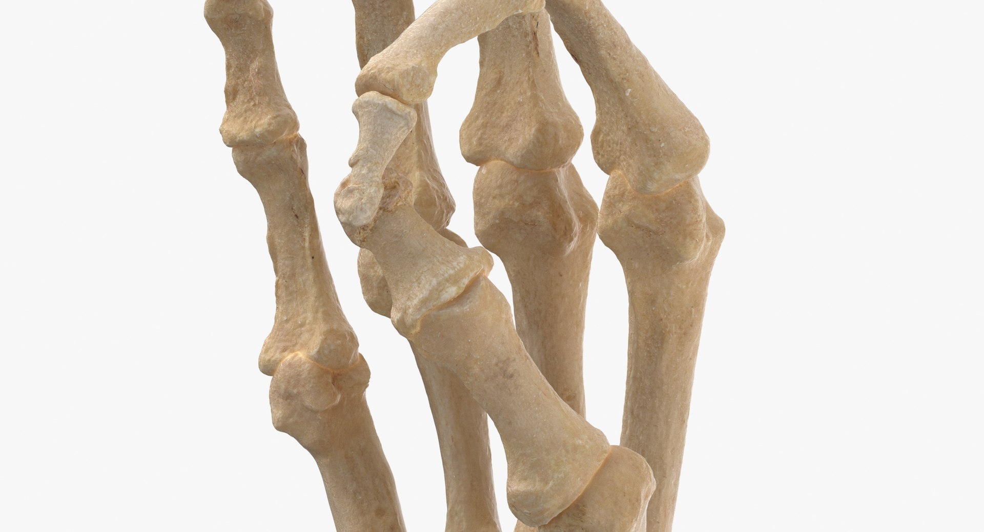 3D Human Hand Bones Hole Model - TurboSquid 1608389