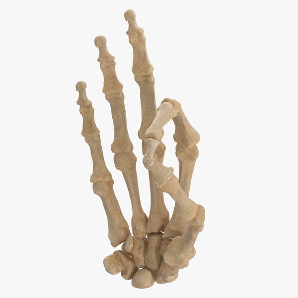 Skeletal Hand 3D Models for Download | TurboSquid