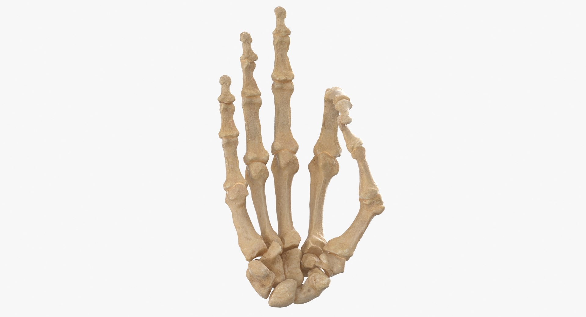 3D Human Hand Bones Hole Model - TurboSquid 1608389