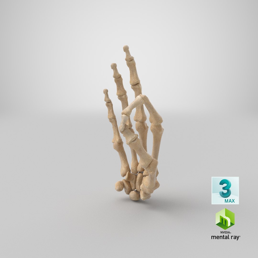 3D Human Hand Bones Hole Model - TurboSquid 1608389