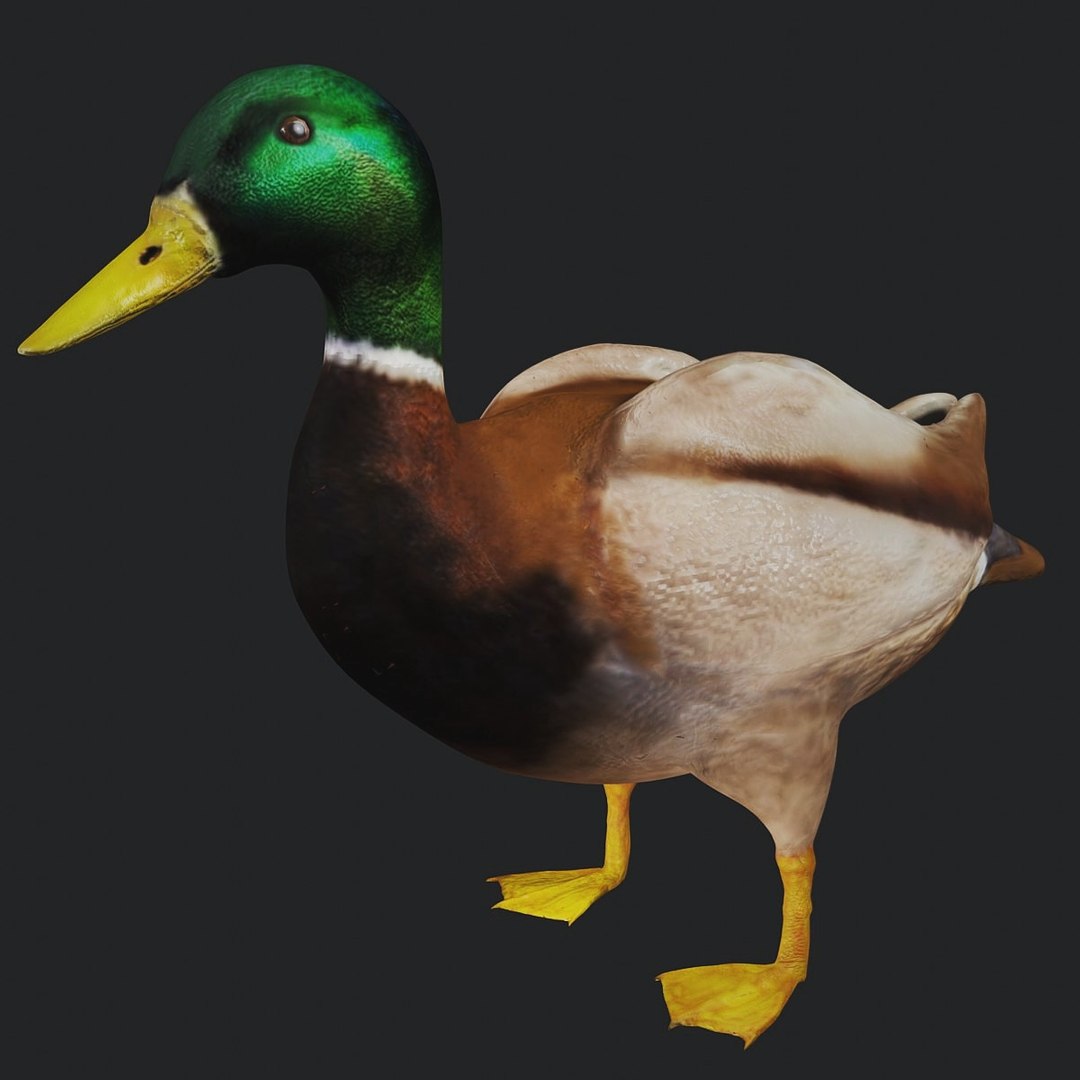 3D mallard duck rigged - TurboSquid 1657253