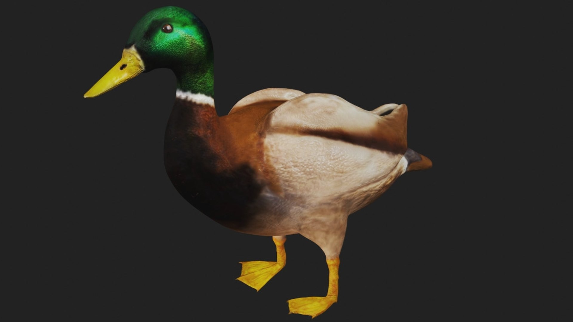 3D mallard duck rigged - TurboSquid 1657253