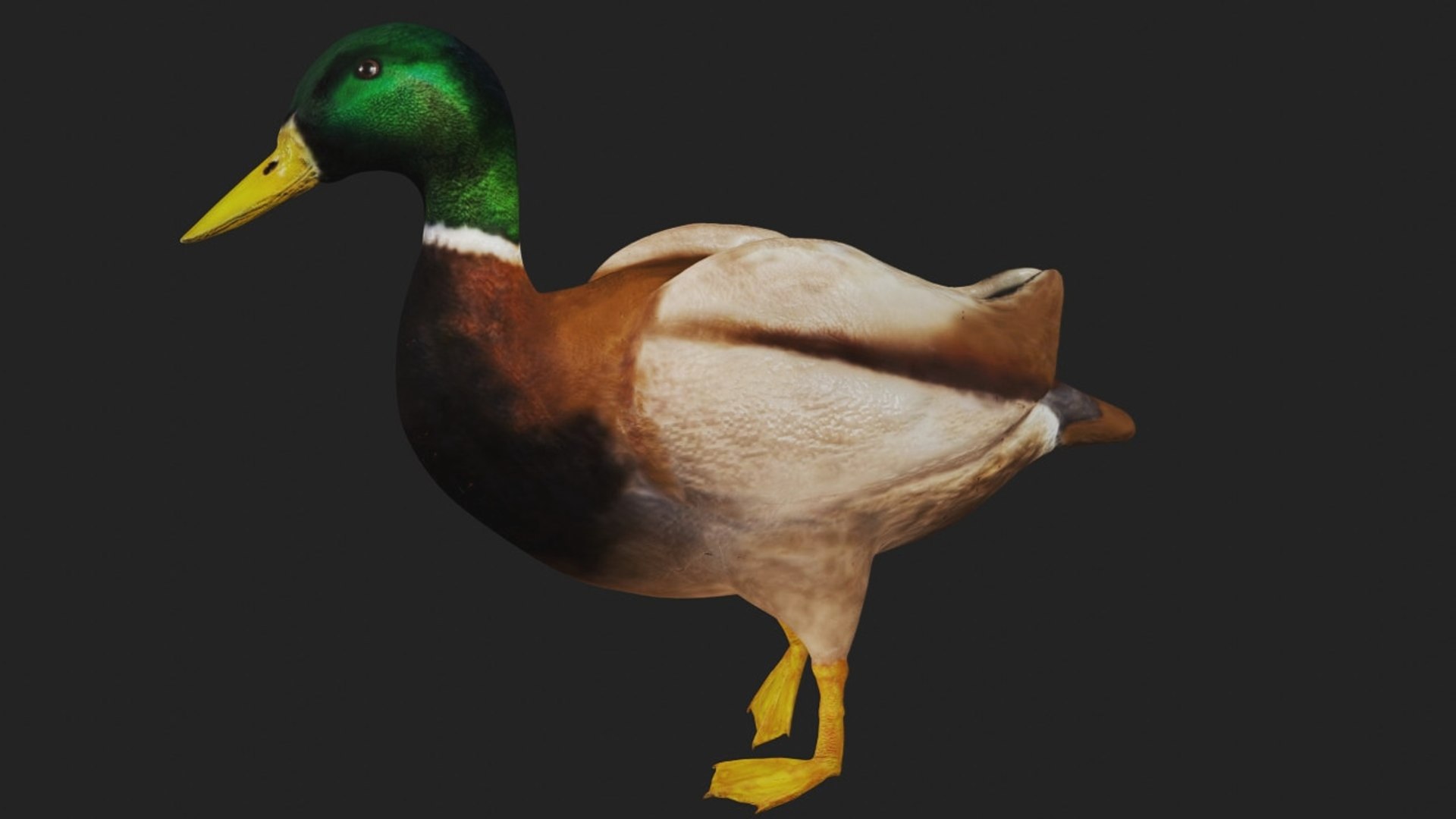 3D mallard duck rigged - TurboSquid 1657253