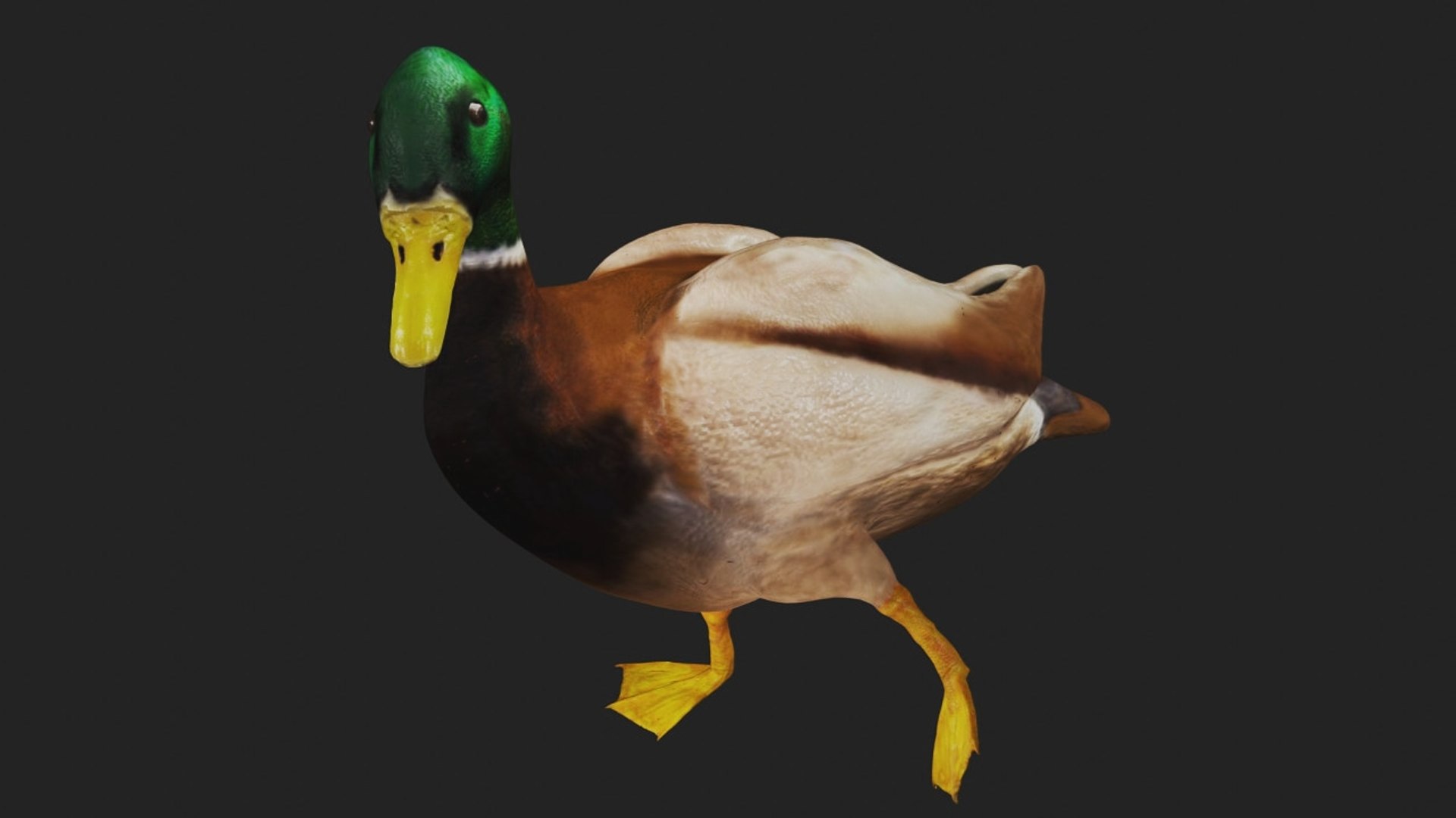 3D mallard duck rigged - TurboSquid 1657253