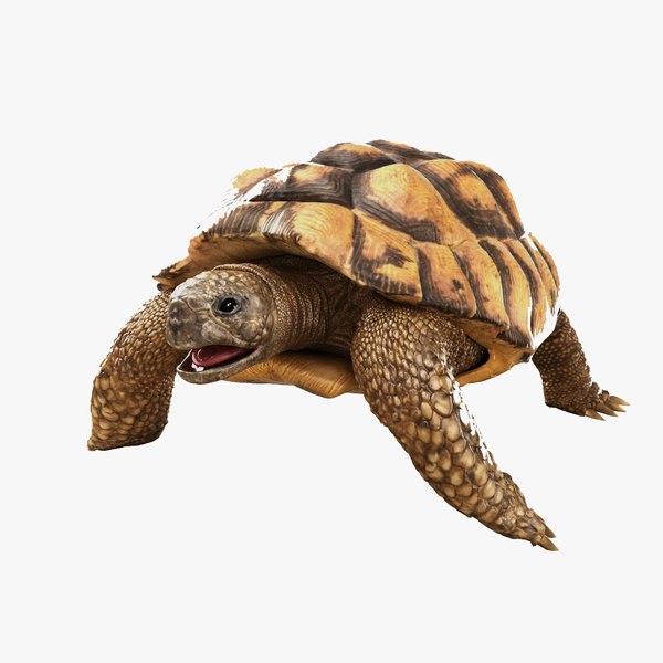 Tortoise 3D Models for Download | TurboSquid