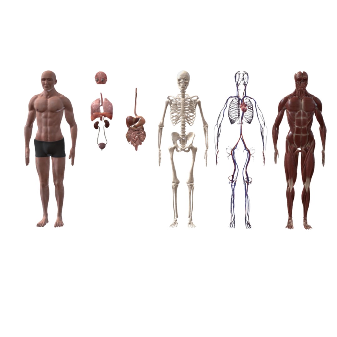 Animated Full Human Body Anatomy 3D - TurboSquid 2415055