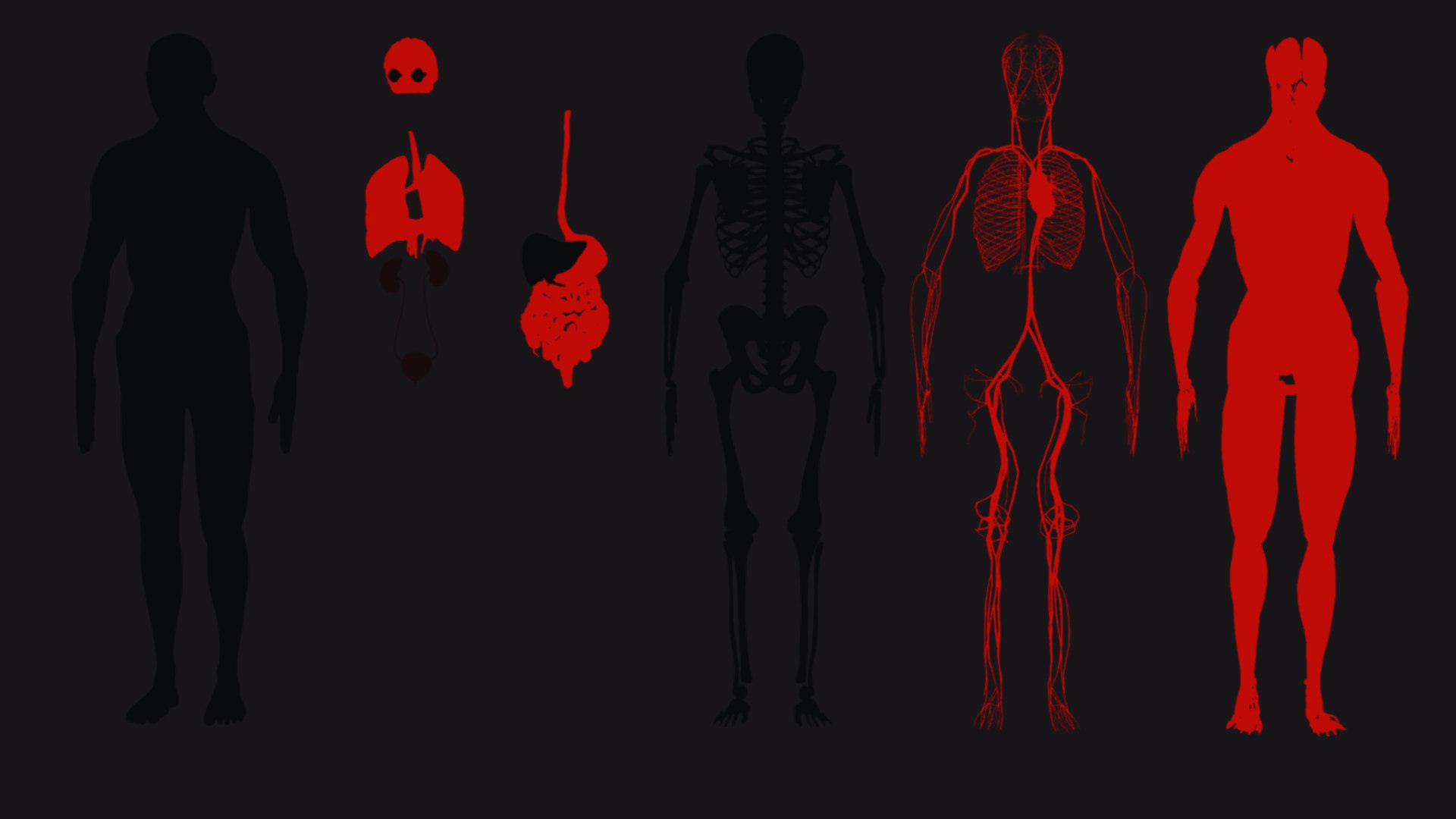 Animated Full Human Body Anatomy 3D - TurboSquid 2415055