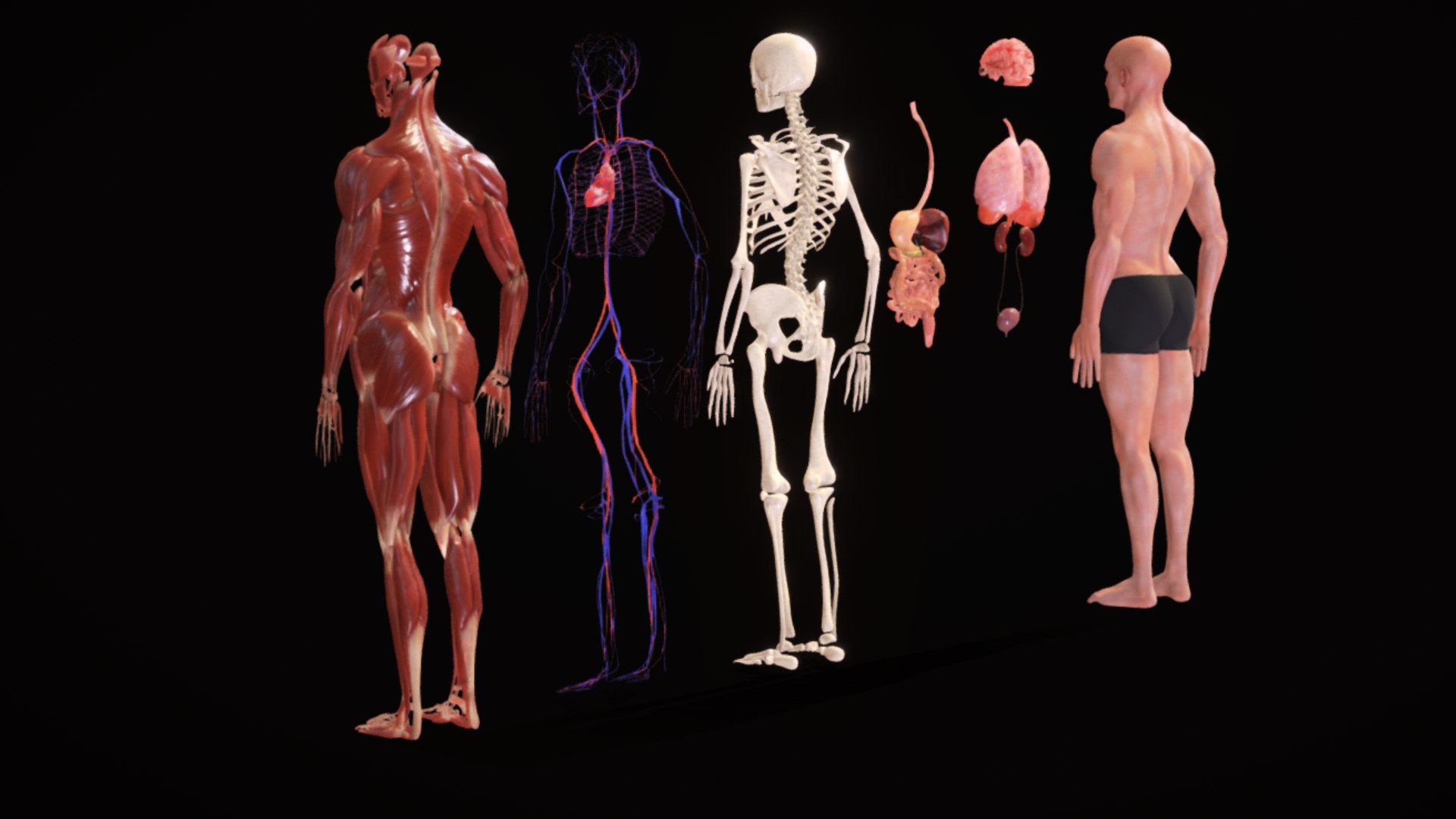 Animated Full Human Body Anatomy 3D - TurboSquid 2415055