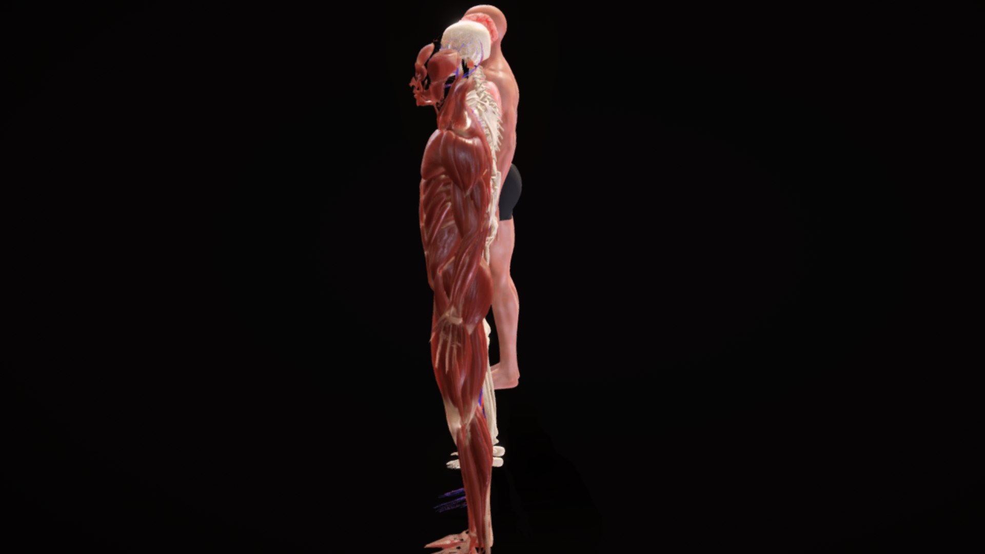 Animated Full Human Body Anatomy 3D - TurboSquid 2415055