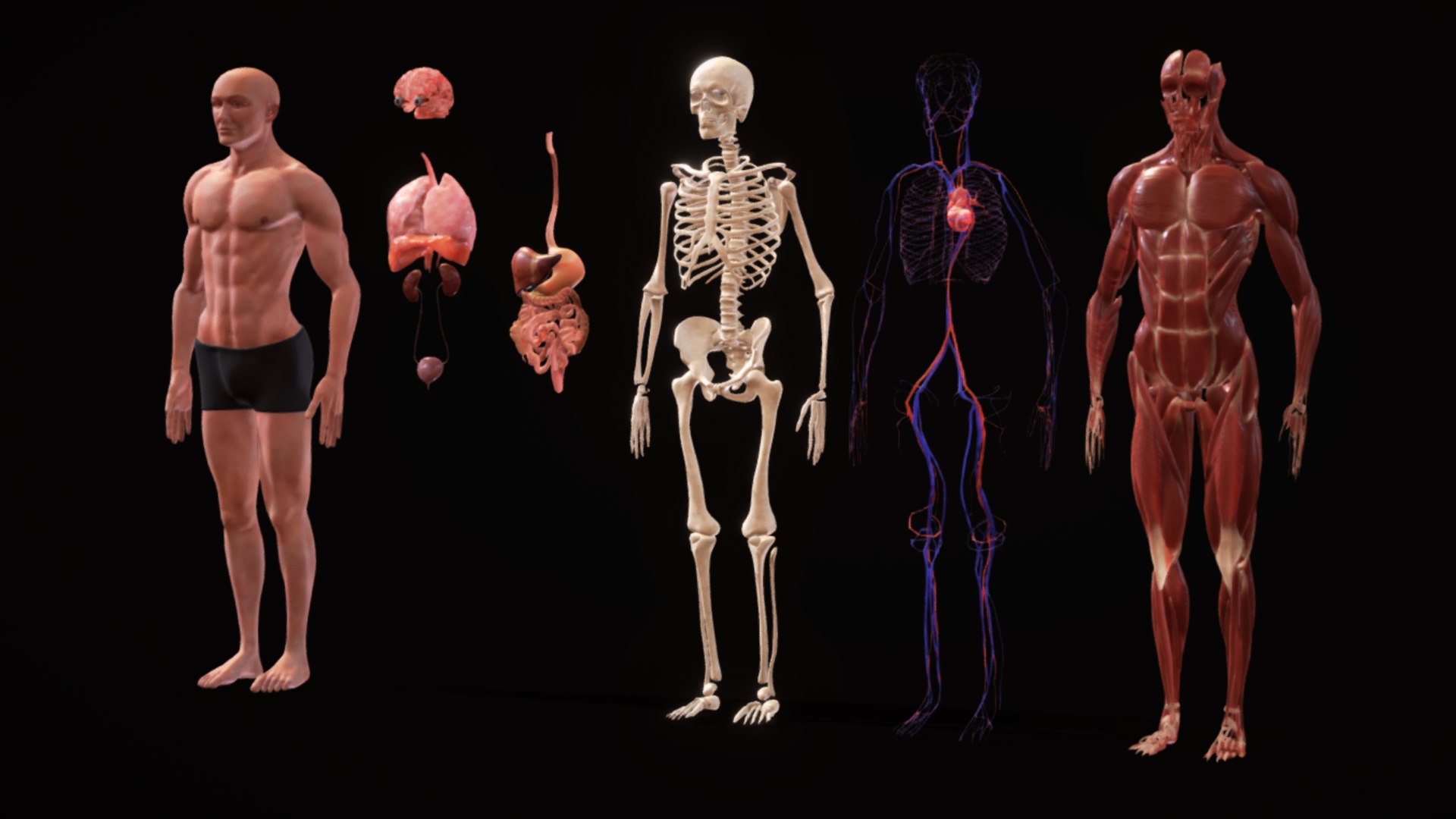 Animated Full Human Body Anatomy 3D - TurboSquid 2415055