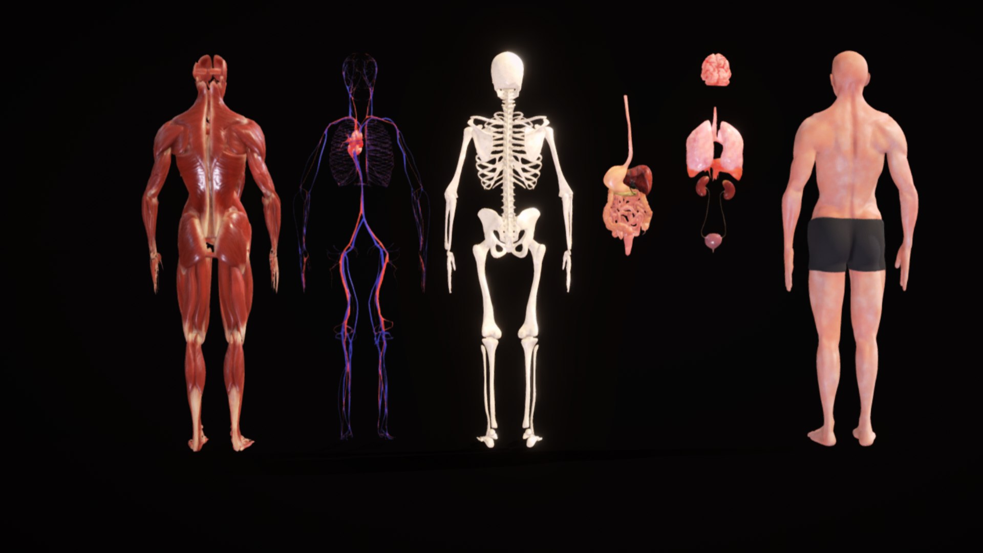Animated Full Human Body Anatomy 3D - TurboSquid 2415055