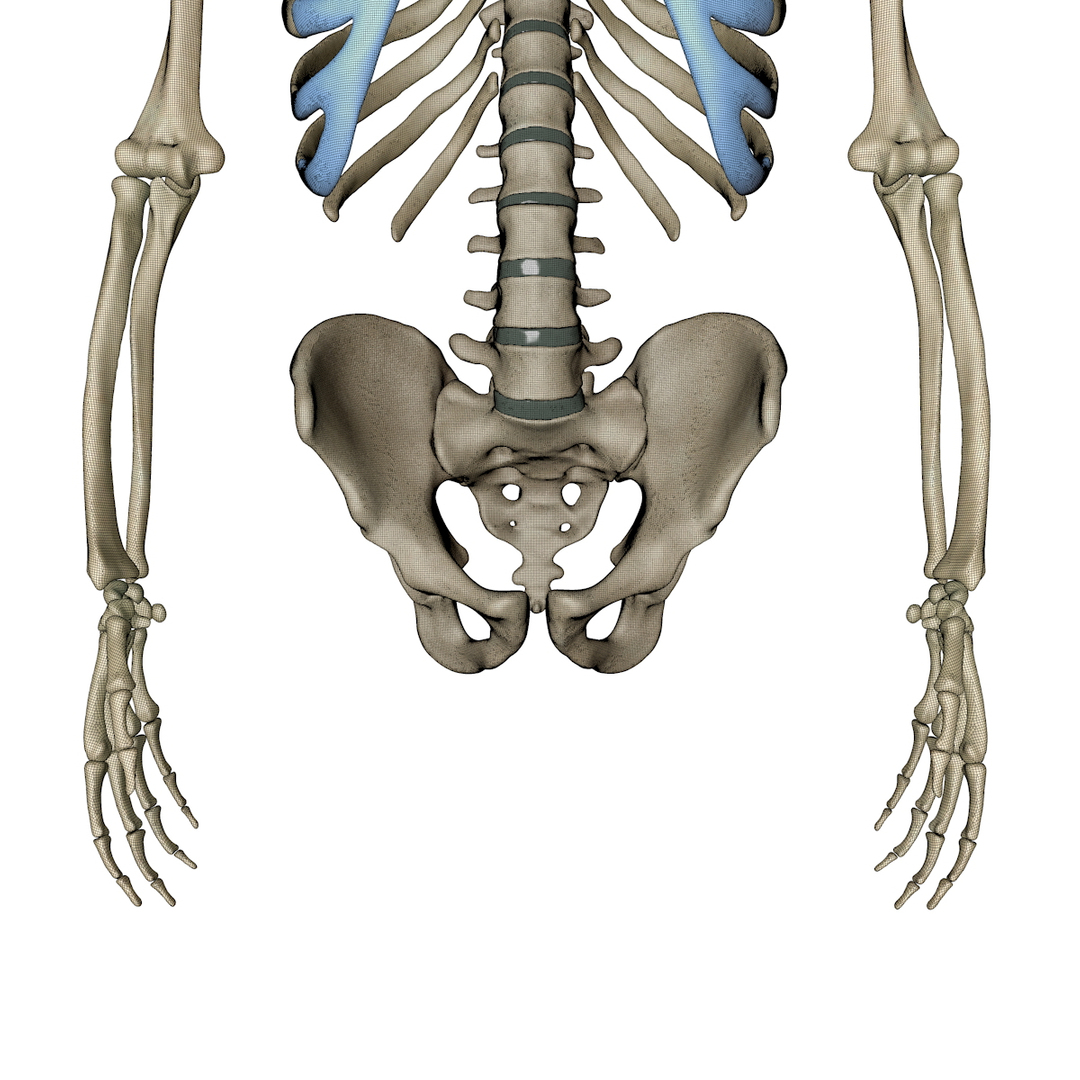 C4d Human Spine Arms