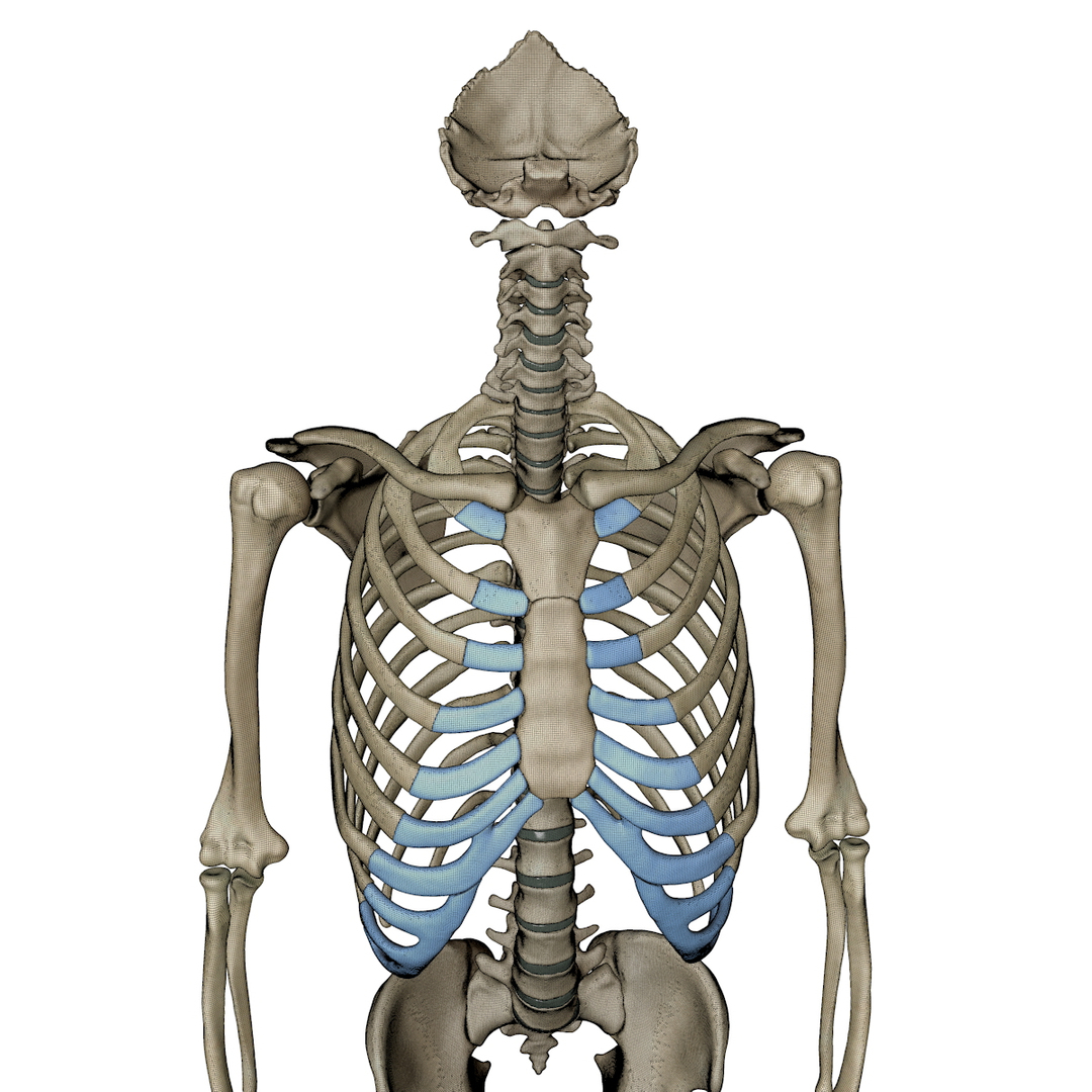 C4d Human Spine Arms