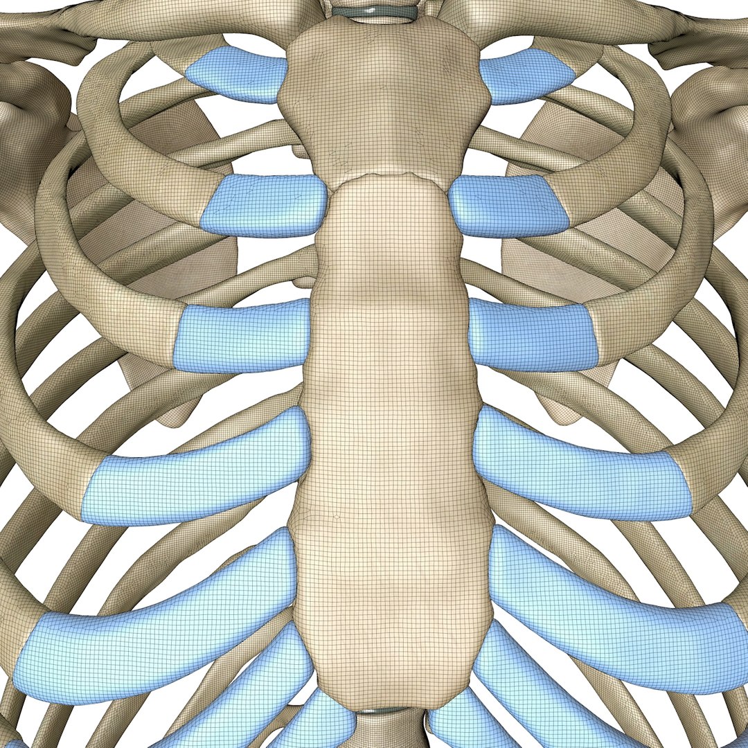 c4d human spine arms
