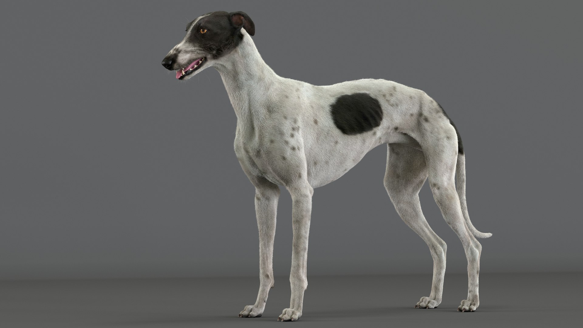 3D realistic greyhound fur model - TurboSquid 1550971