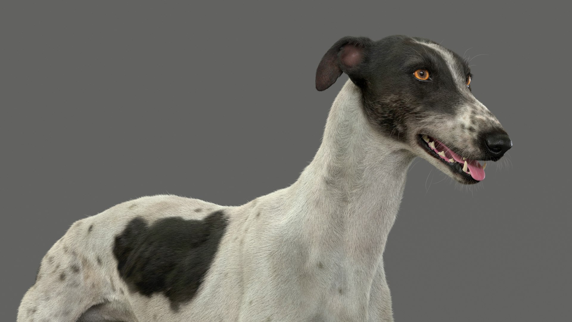 3D Realistic Greyhound Fur Model - TurboSquid 1550971