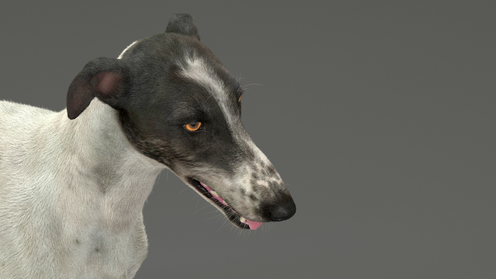 3D Realistic Greyhound Fur Model - TurboSquid 1550971